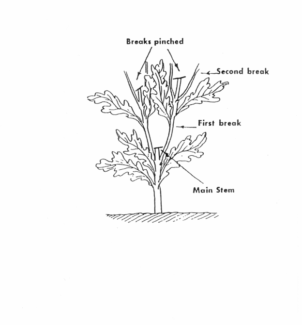 All About Mums – Chalet