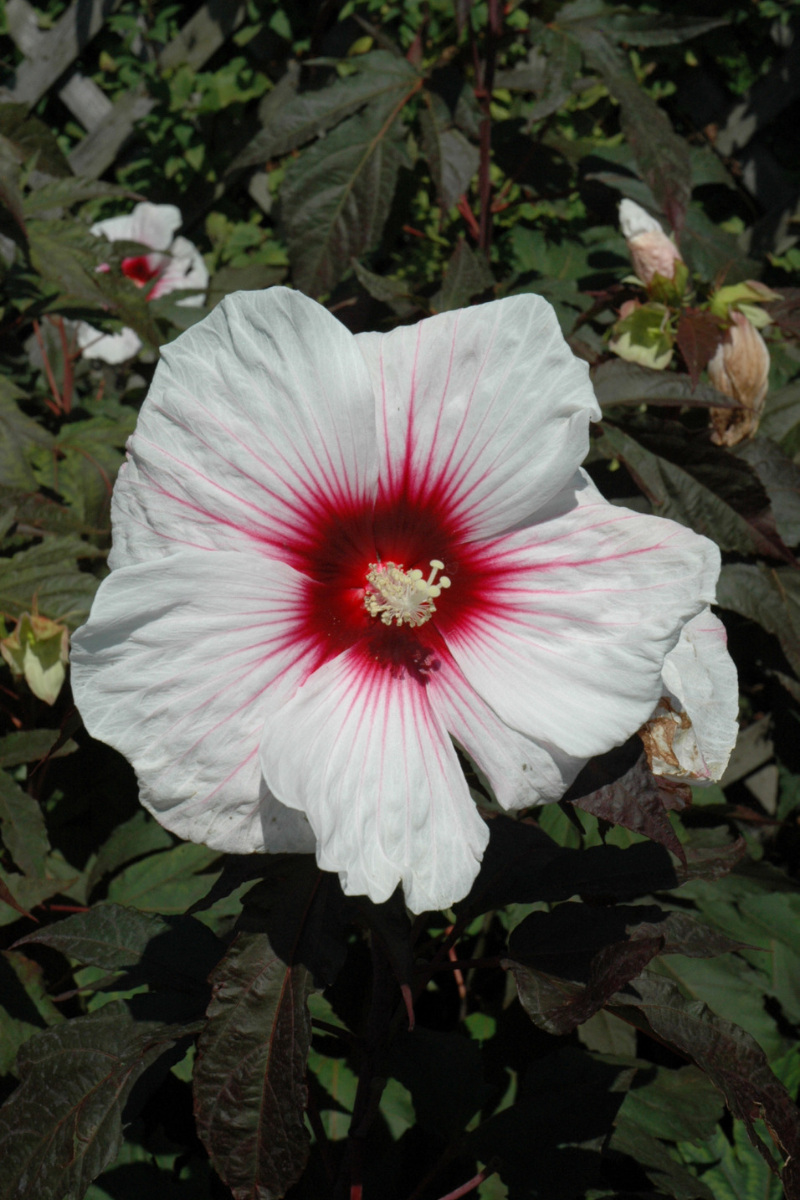Hibiscus (Indoor) Care Instructions – Chalet