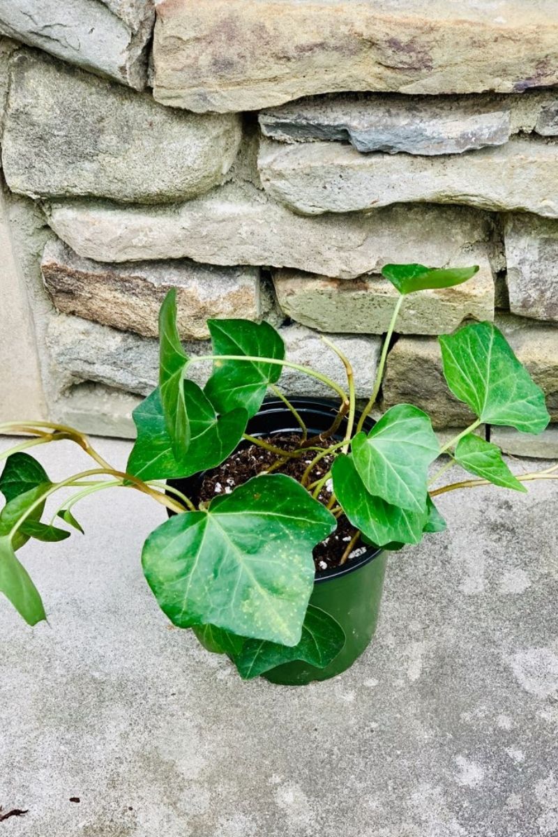 Algerian Ivy Care Instructions – Chalet