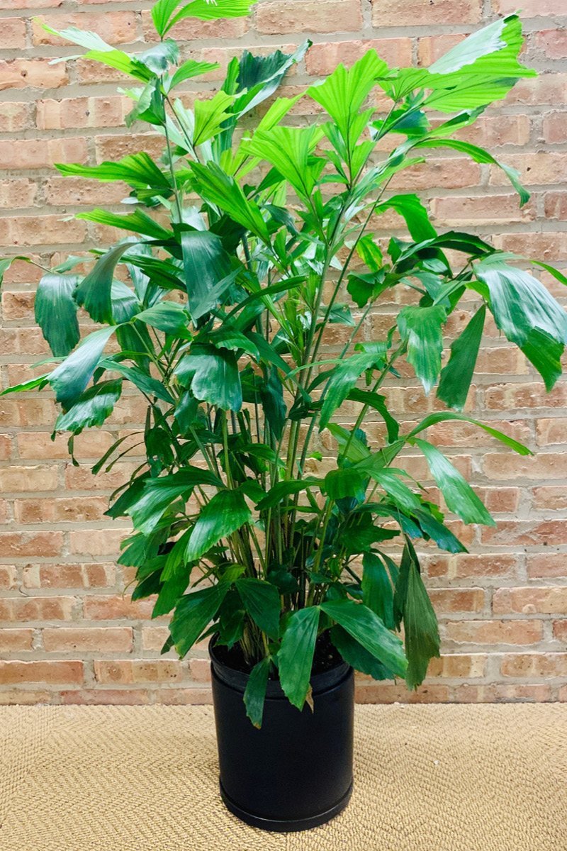 Fishtail Palm Care Instructions – Chalet