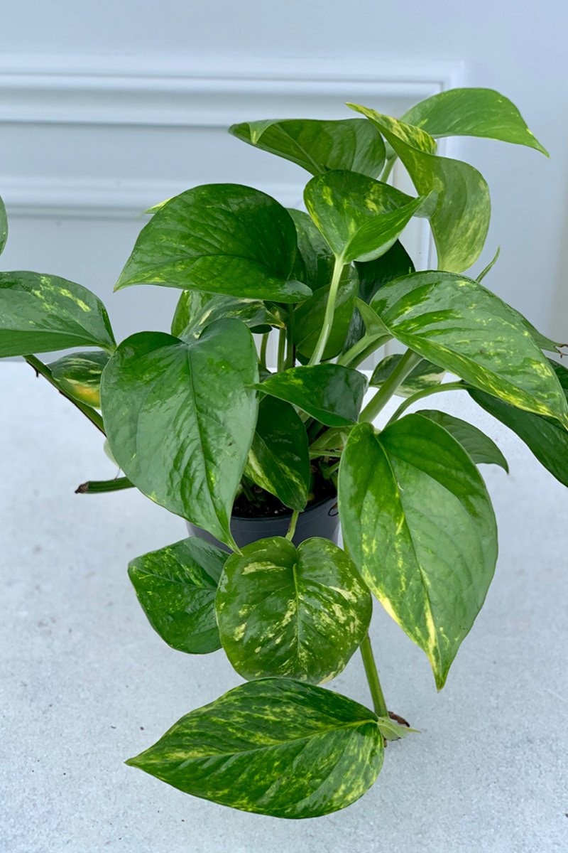 Pothos Care Instructions – Chalet