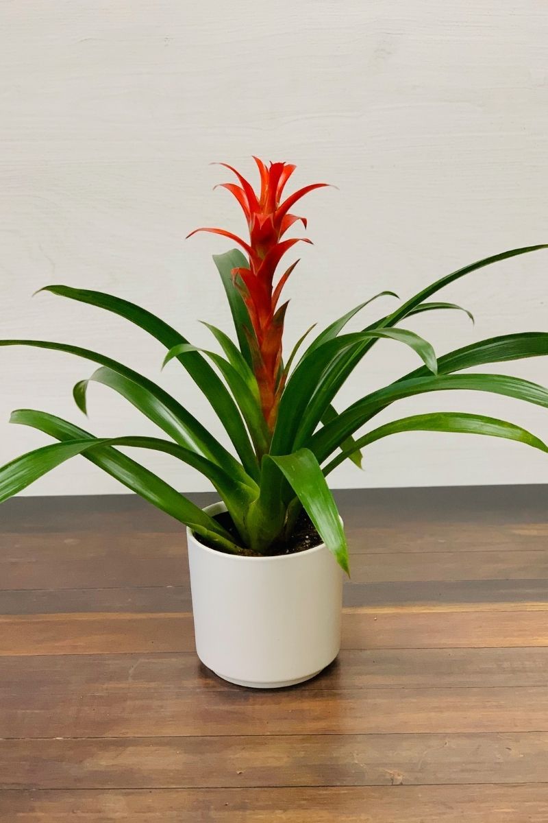 Bromeliad Guzmania Care Instructions – Chalet