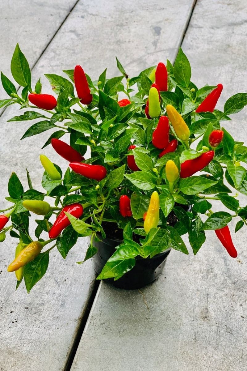 Ornamental Pepper (Indoor) Care Instructions – Chalet