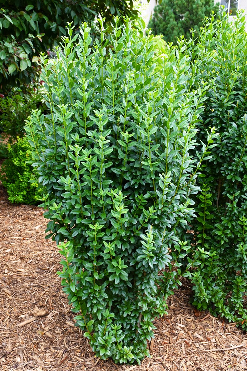 Privet Care Instructions – Chalet