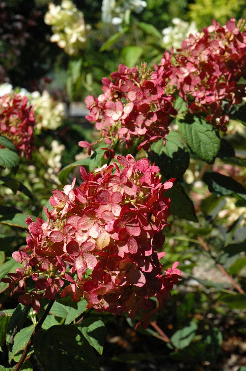 Hydrangea Paniculata Care Instructions – Chalet
