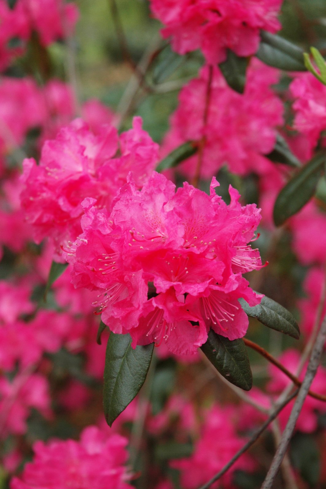 Rhododendron Care Instructions – Chalet