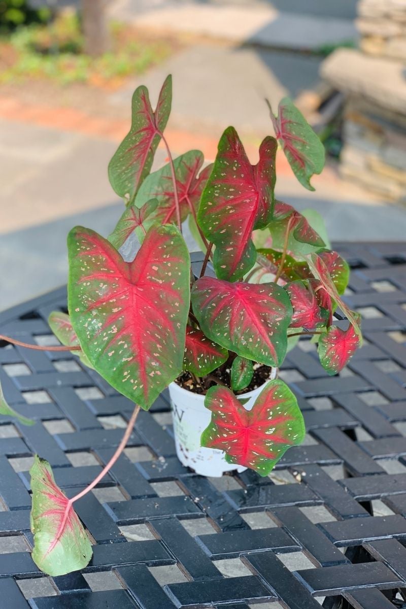Caladium Care Instructions – Chalet