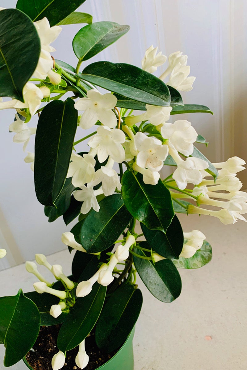 Stephanotis Care Instructions – Chalet