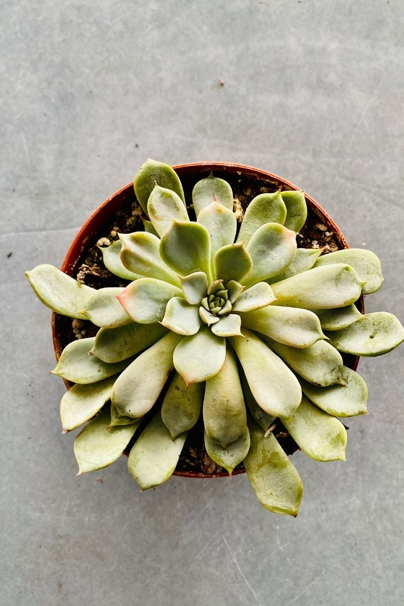 Echeverias Care Instructions – Chalet