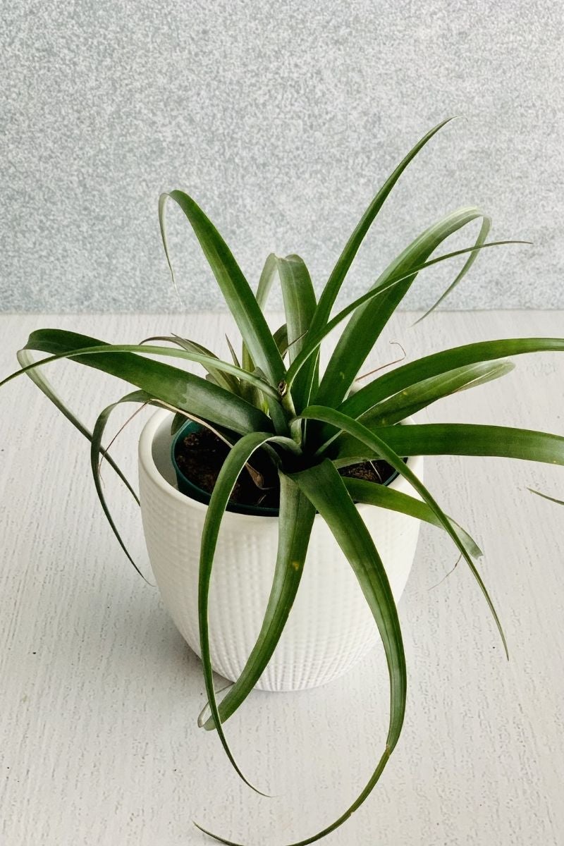 Bromeliad Aechmea Care Instructions – Chalet
