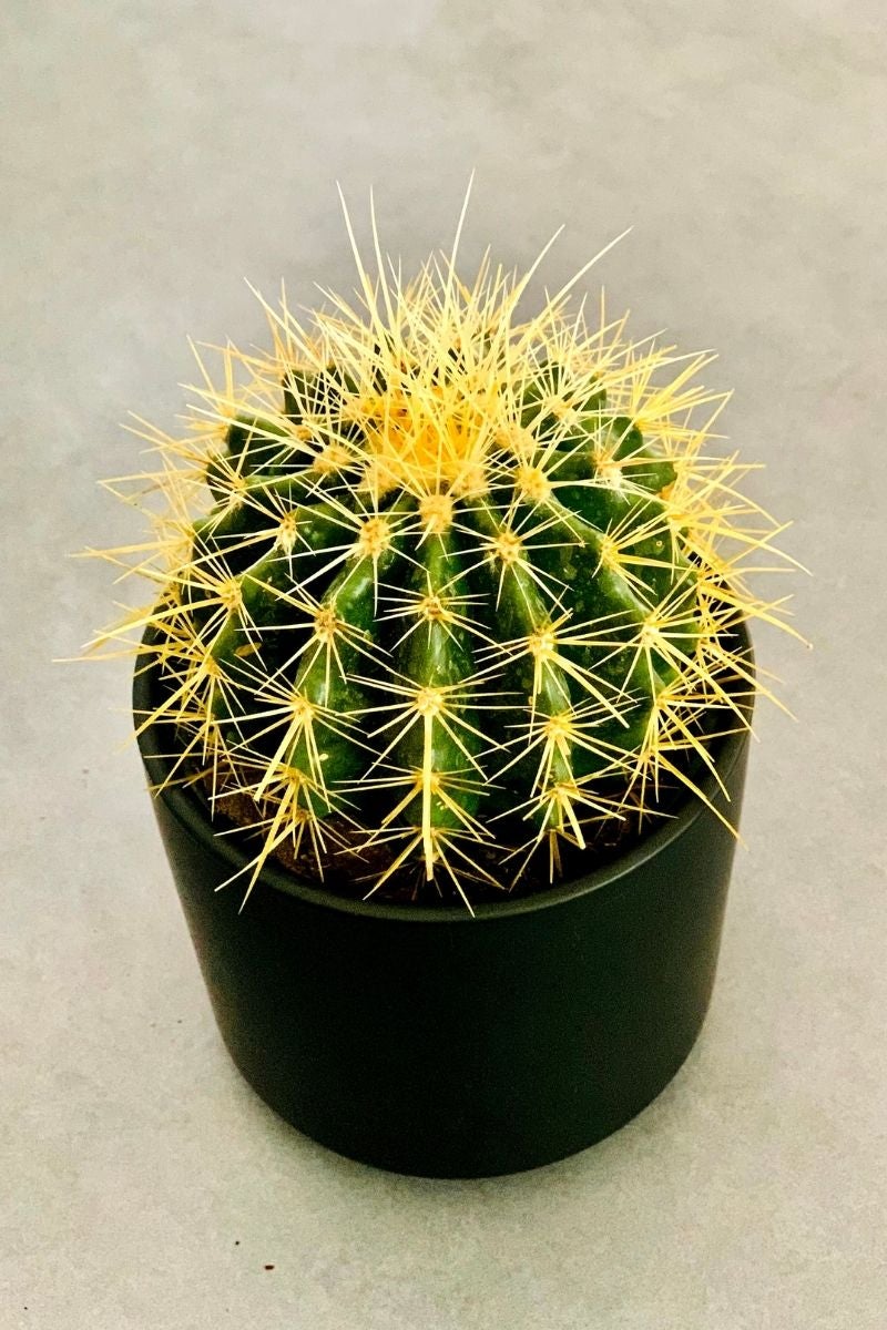 Cactus General Care Instructions – Chalet