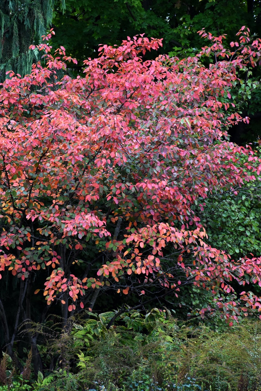 Serviceberry Care Instructions – Chalet