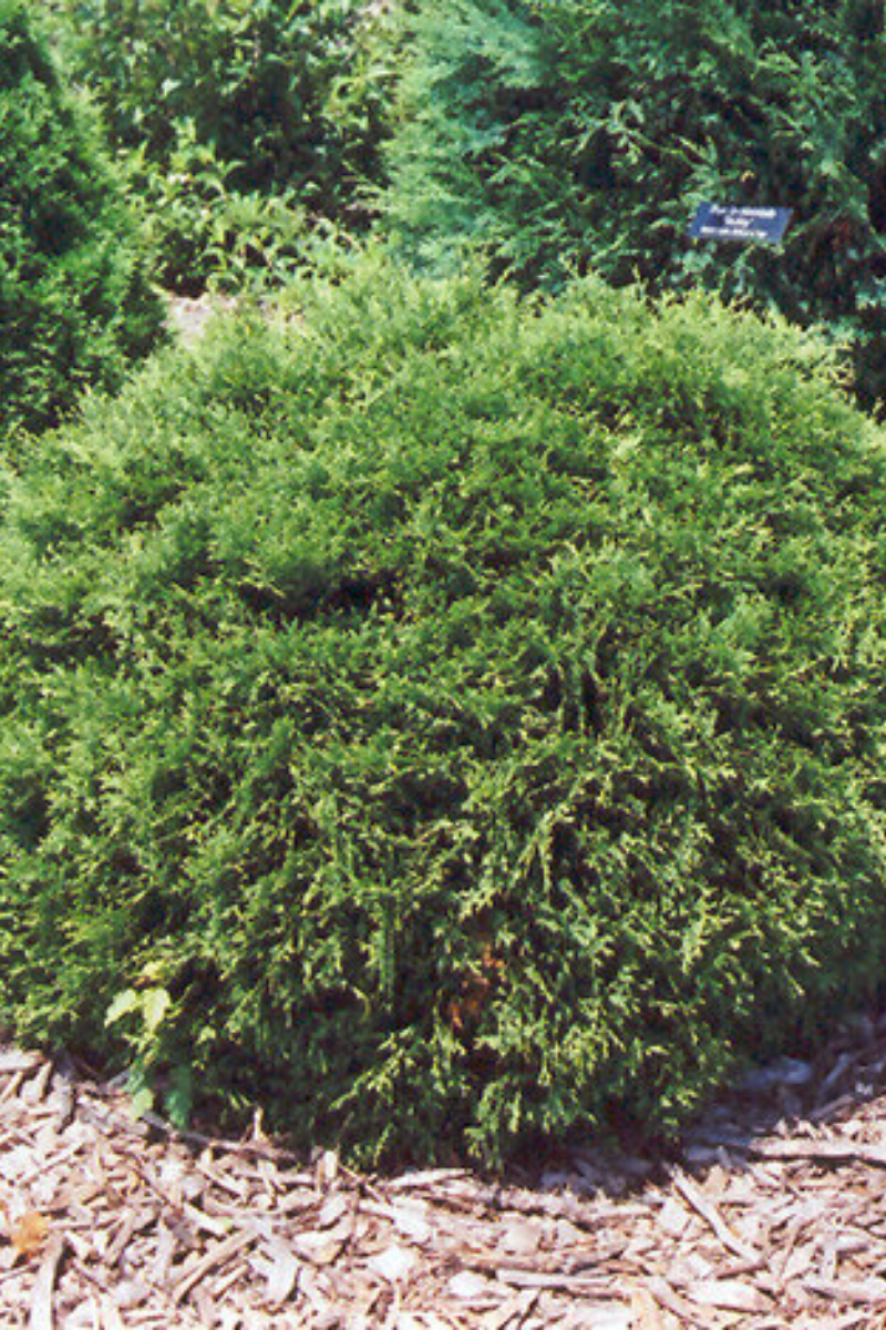 Arborvitae 'Hetz Midget' Care Instructions – Chalet