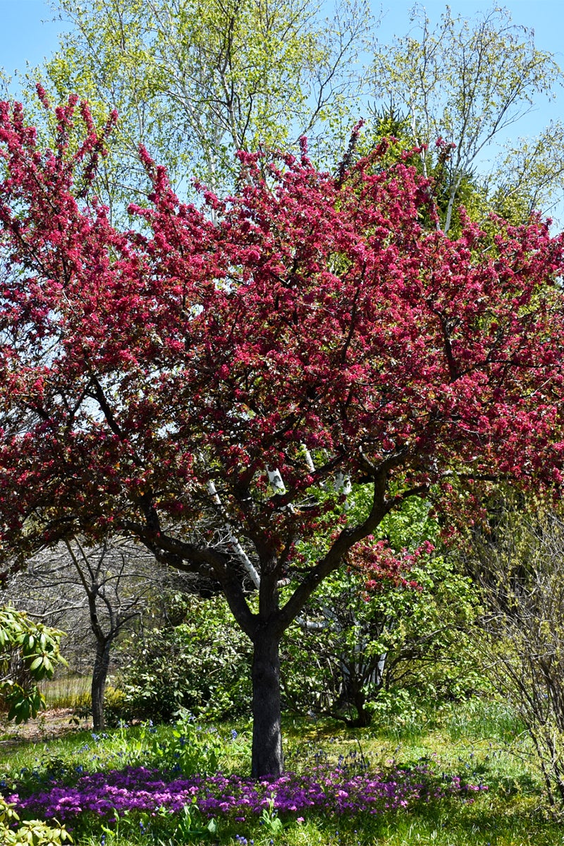 Crabapple Care Instructions – Chalet