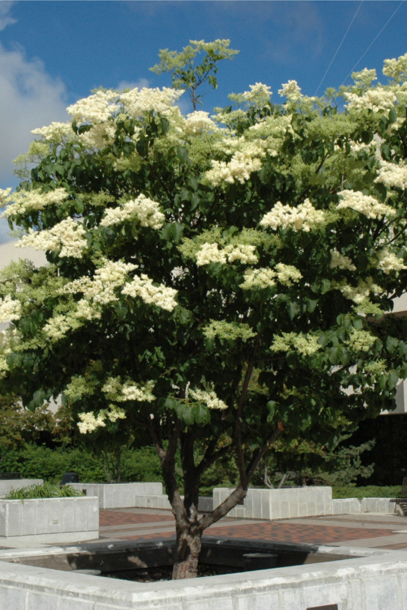 Japanese Tree Lilac Care instructions – Chalet