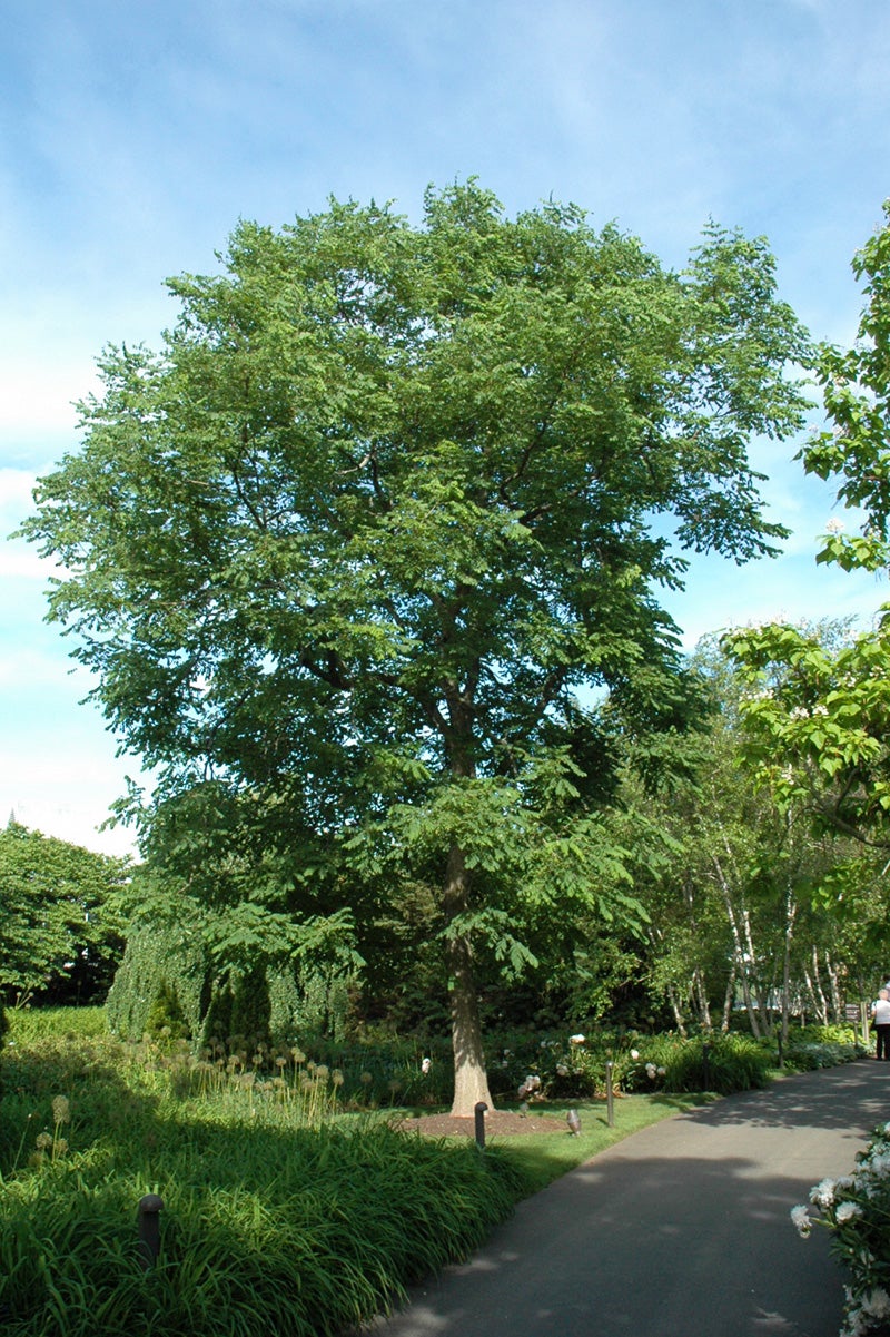 Kentucky Coffee Tree Care Instructions – Chalet