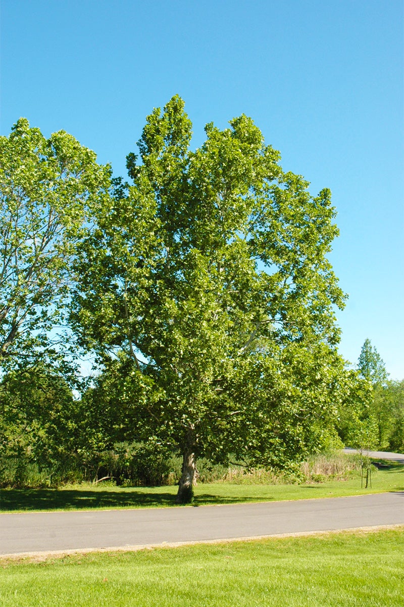 Planetree/Sycamore Care Instructions – Chalet
