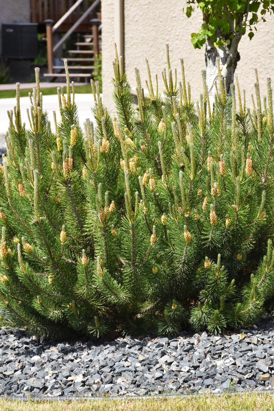 Mugo Pine Care Instructions – Chalet